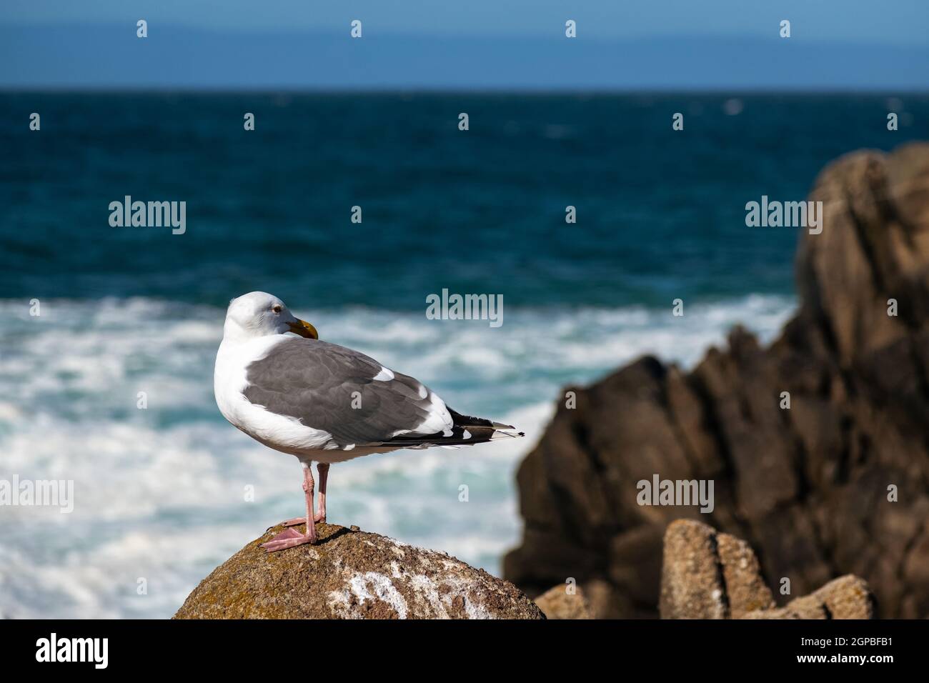 A seagull looks back in a menacing fashion Stock Photo - Alamy