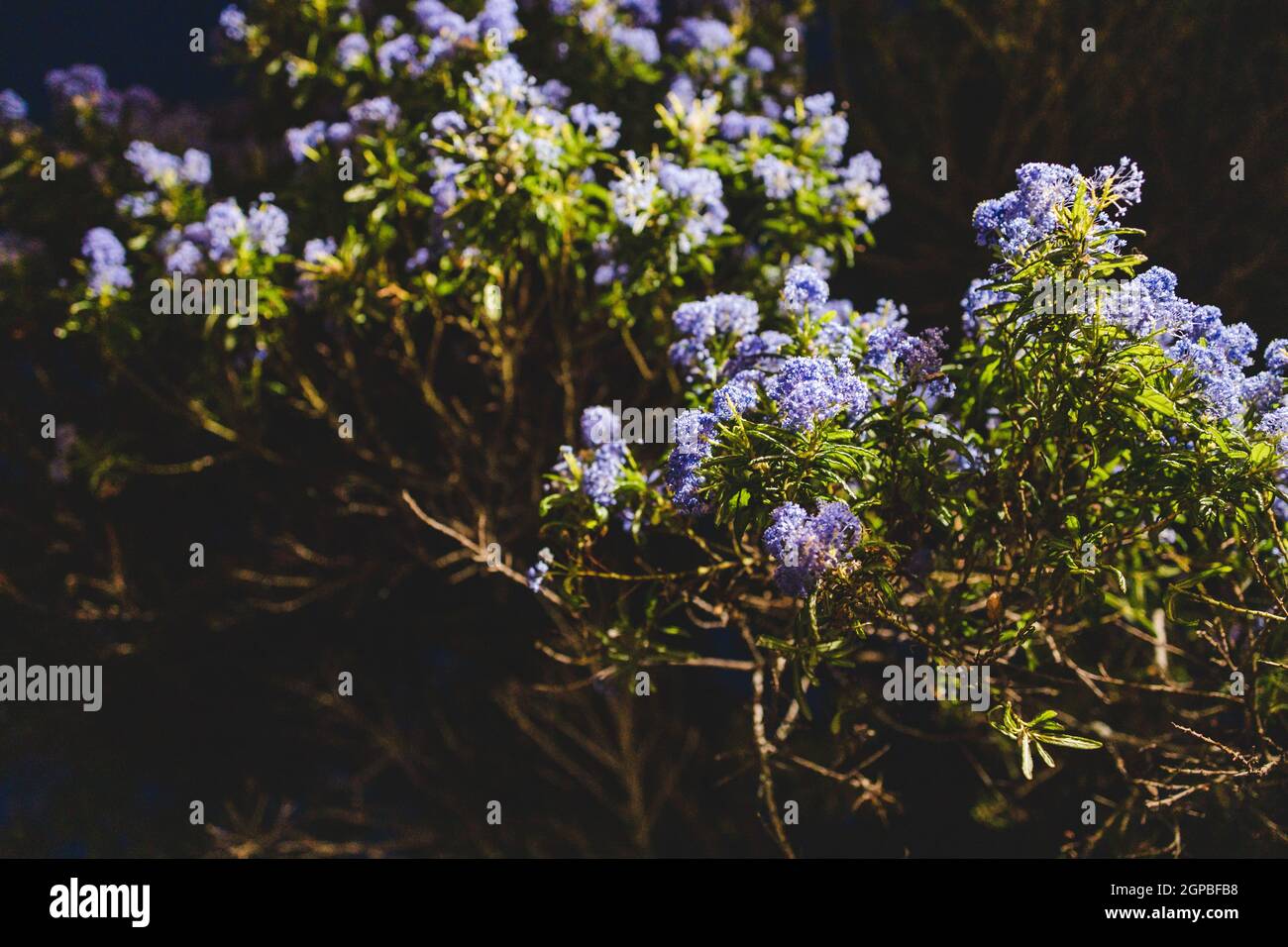 blue pacific "Ceanothus" tree with flowers in full bloom shot at night ...