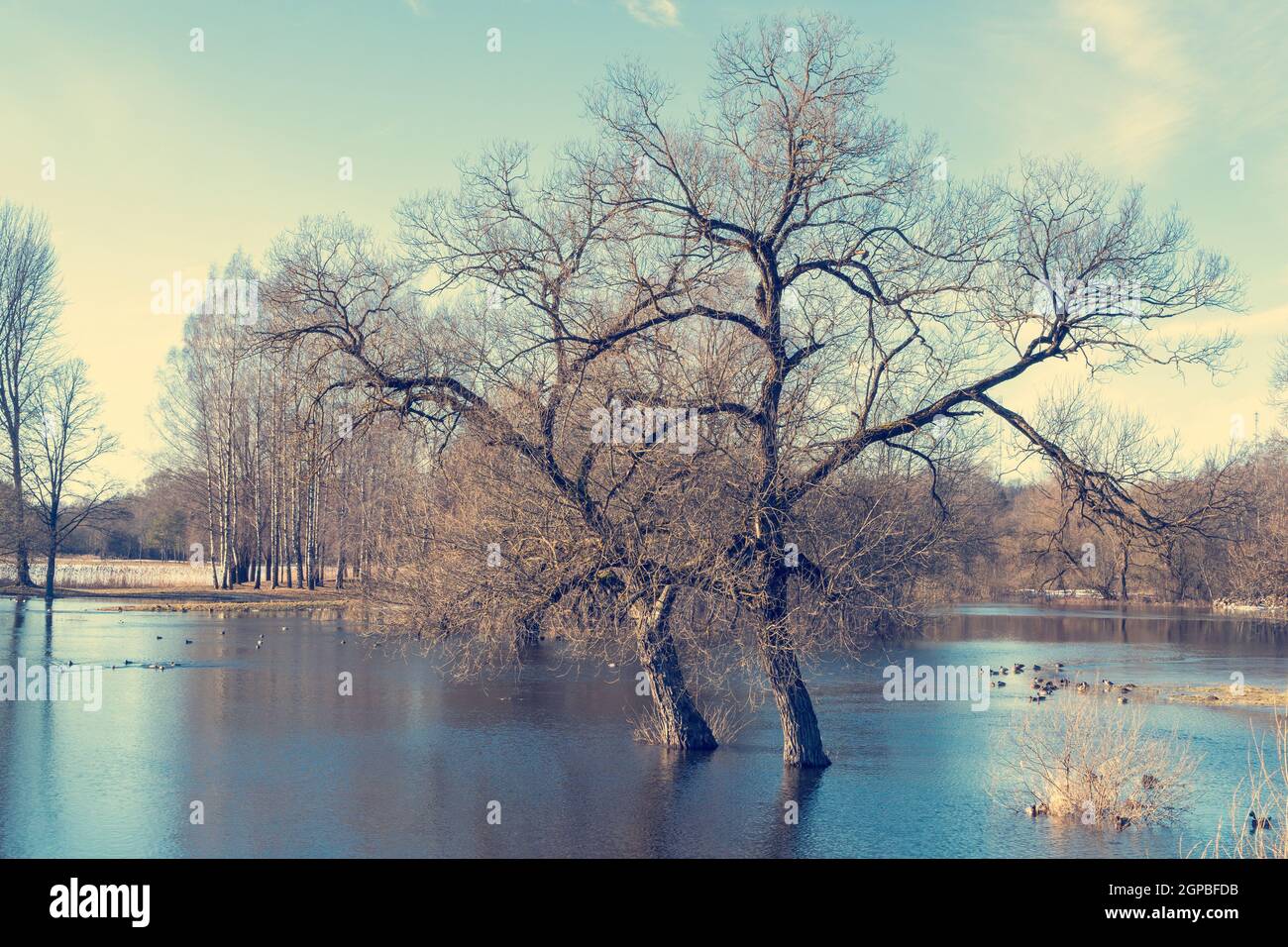 Spring flooding on the river - waterlogged trees Stock Photo - Alamy