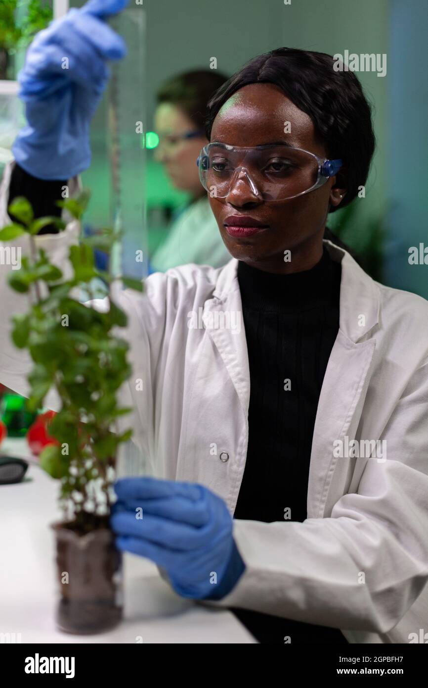 African american biologist researcher measuring sapling using ruler ...