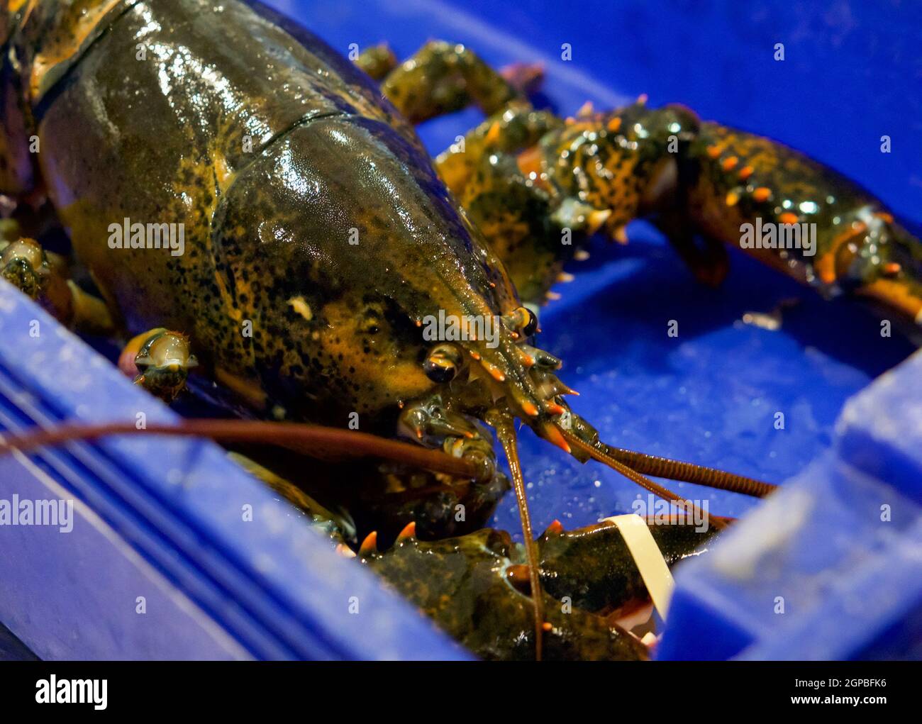 Live Canadian Lobster in blue box. Fresh seafood in fish market Stock ...