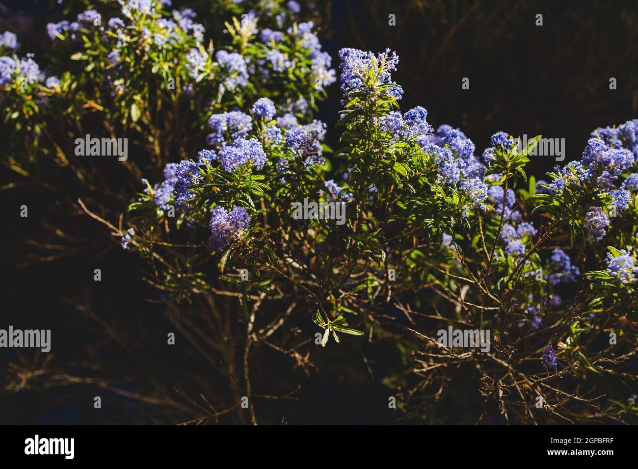 blue pacific "Ceanothus" tree with flowers in full bloom shot at night ...