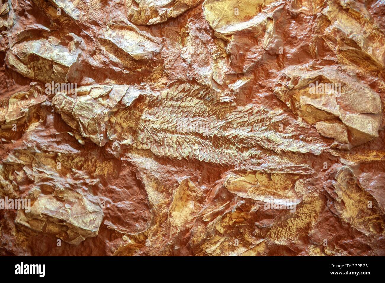 Fish fossil australia hi-res stock photography and images - Alamy