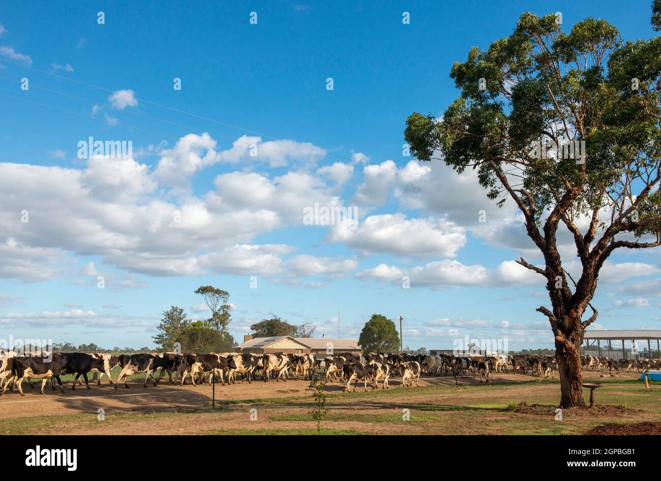 Cows headed for Milking at a Victoria dairy farm, Australia Stock Photo ...
