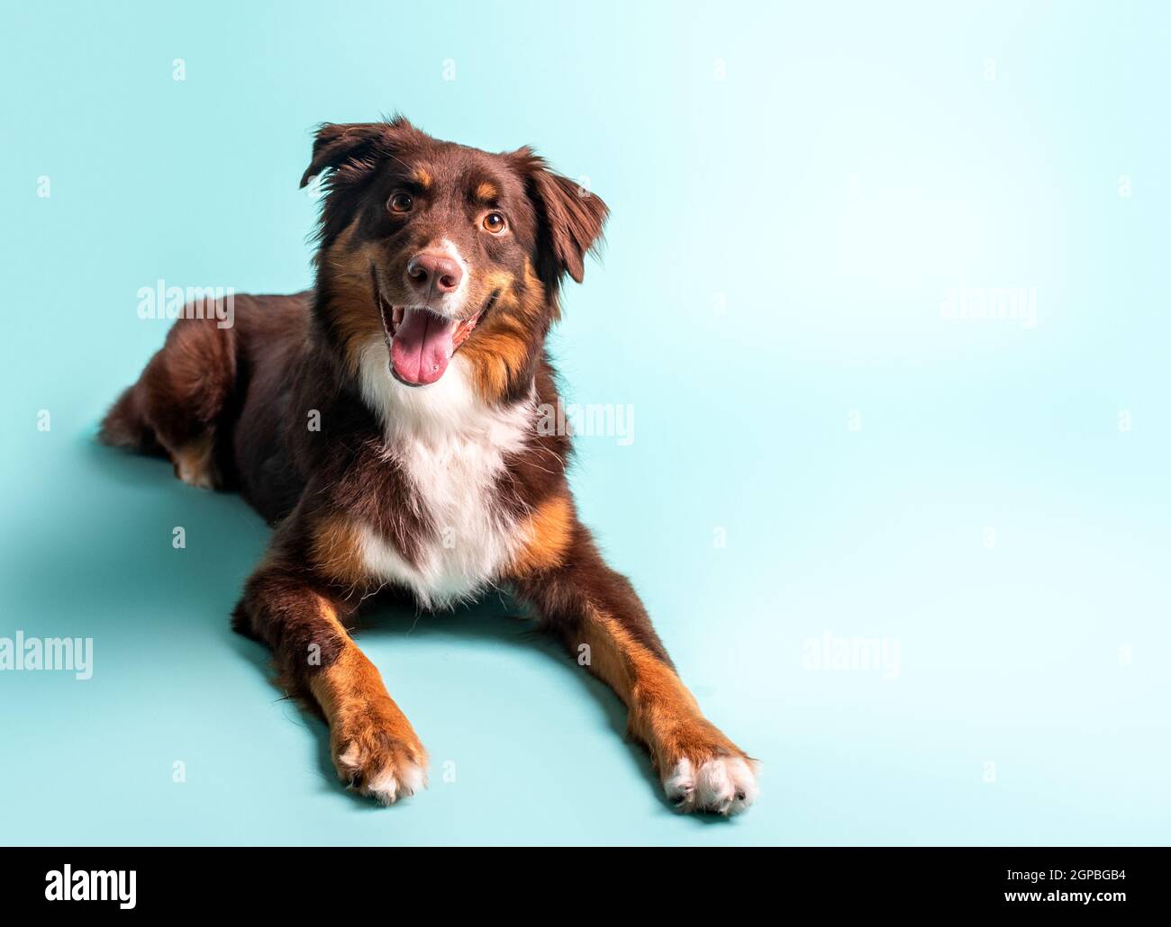 Australian Shepherd dog. Aussie dog in a studio setting. Aussie ...