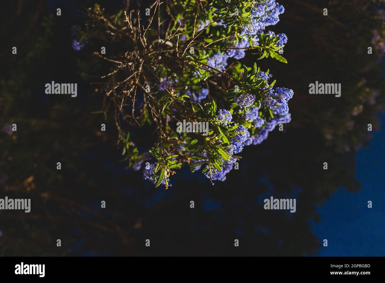 blue pacific "Ceanothus" tree with flowers in full bloom shot at night ...