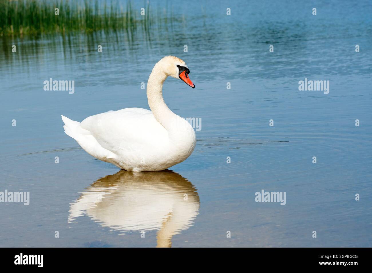 Beautiful white swan resting in shallow water Stock Photo - Alamy