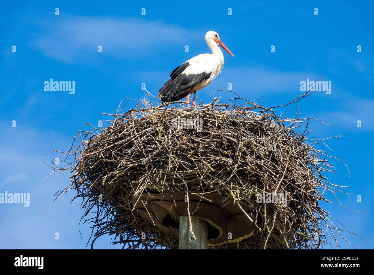Stork standing in its nest in warm weather Stock Photo - Alamy