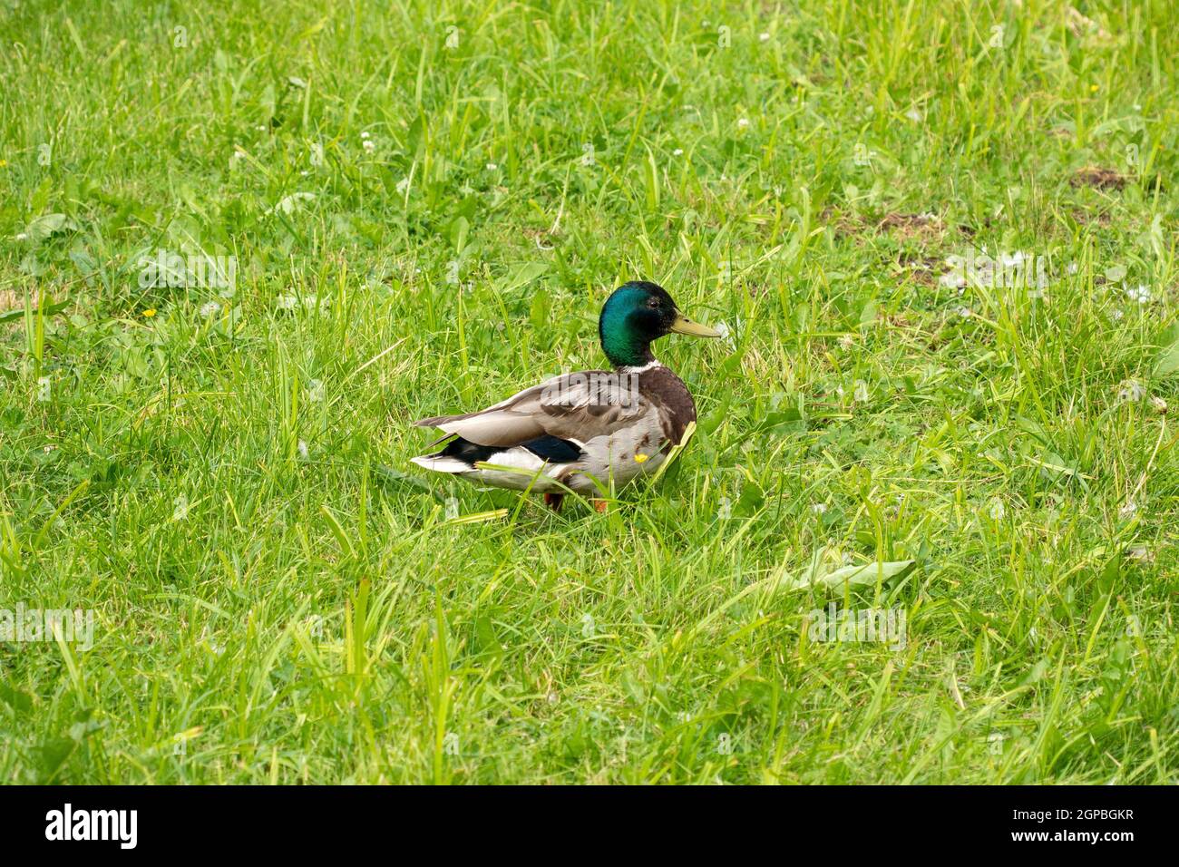 Mallard duck male on a meadow with green grass Stock Photo - Alamy