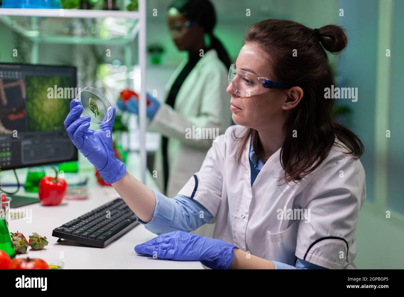 Biologist researcher analyzing petri dish with green leaf working at ...