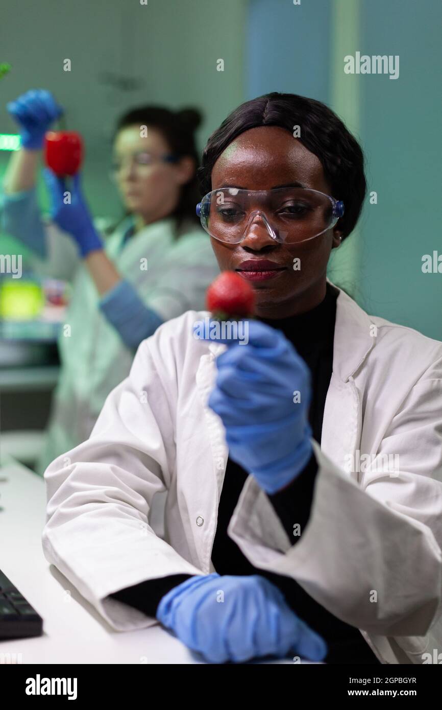 African american scientist holding organic strawberry examining ...