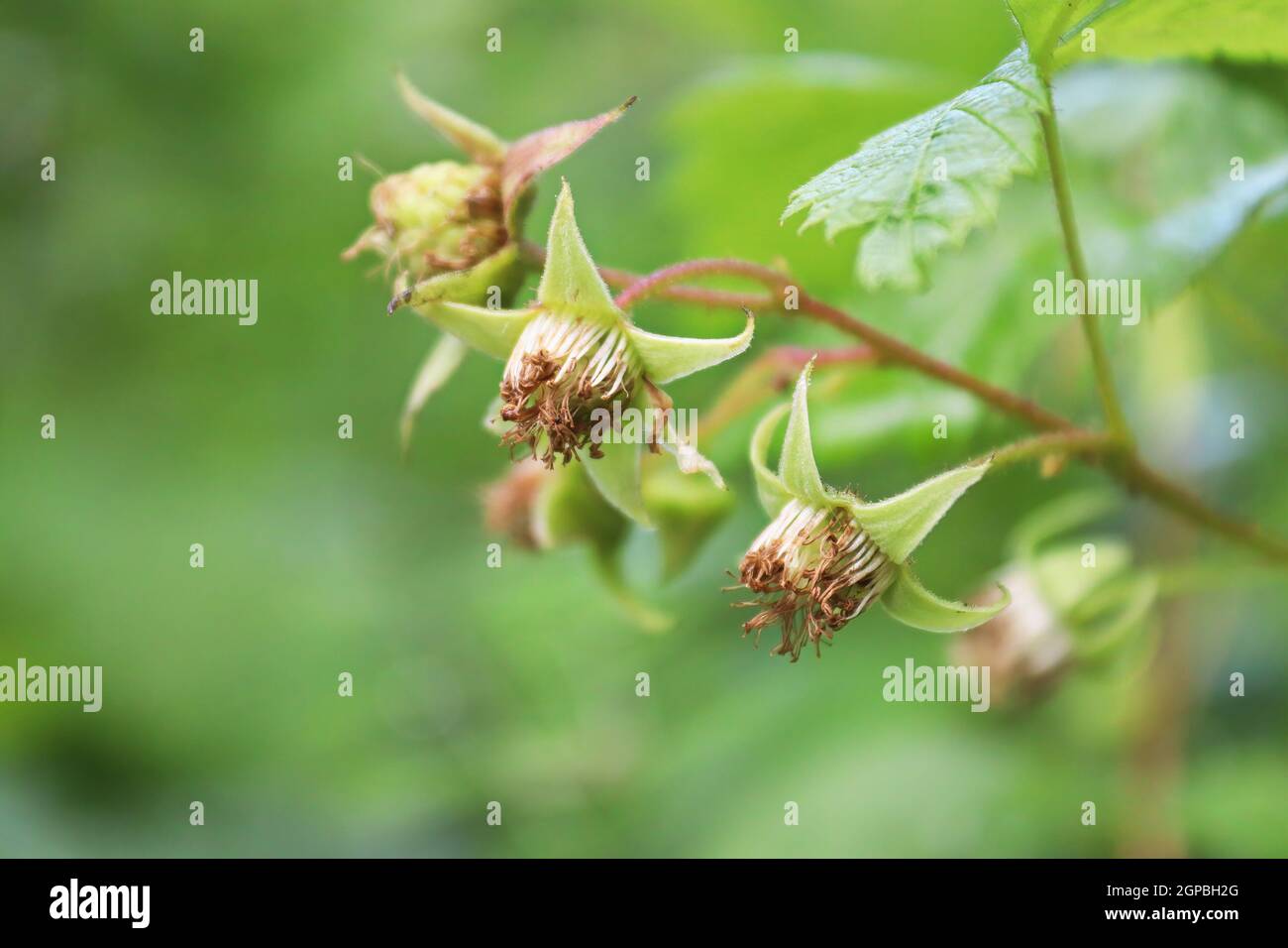 Wild immature green raspberry fruit forming on plants Stock Photo - Alamy