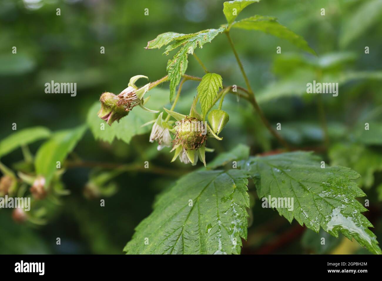 Wild immature green raspberry fruit forming on plants Stock Photo - Alamy