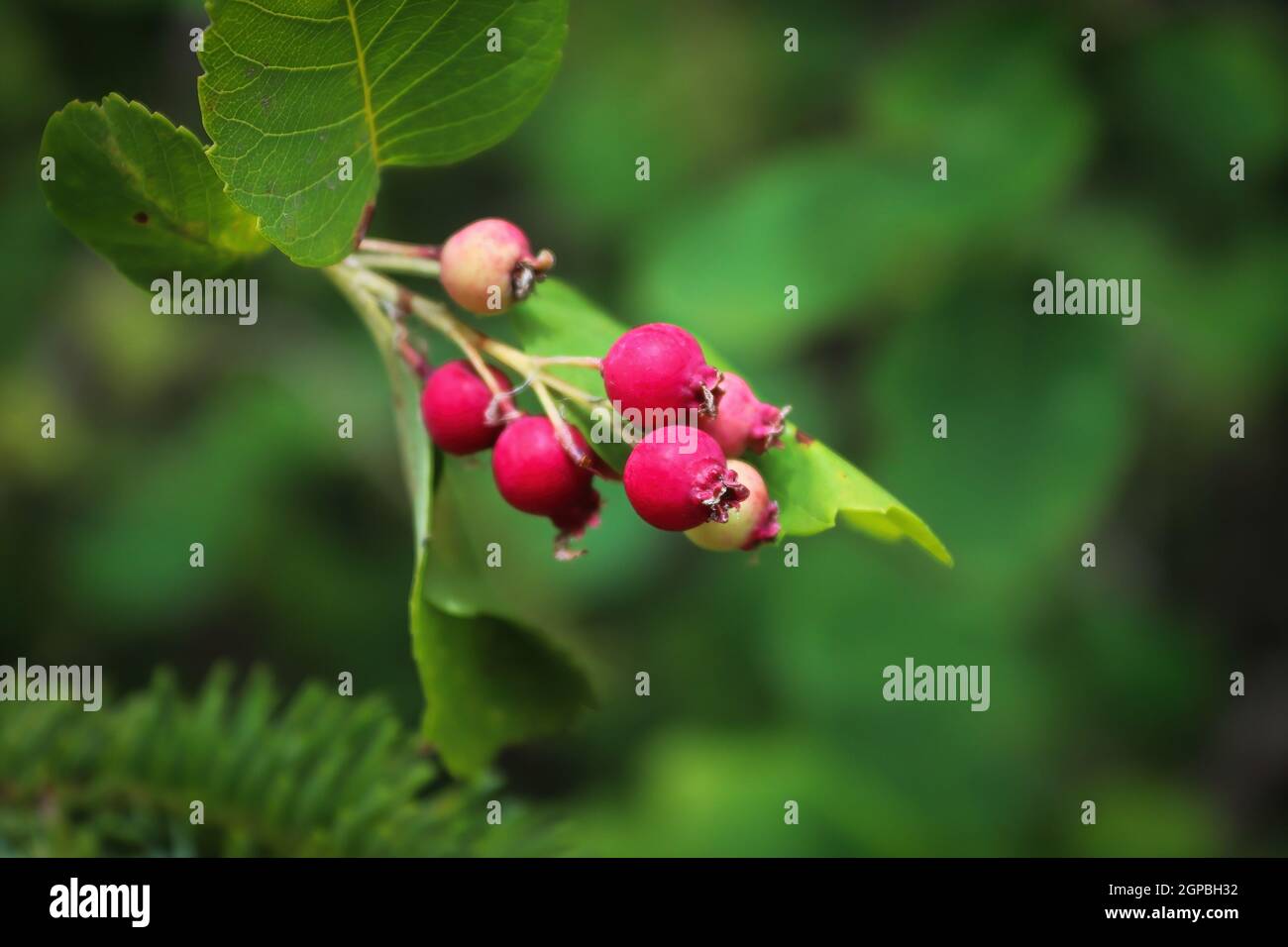 Saskatoon berry shrub foliage hi-res stock photography and images - Alamy