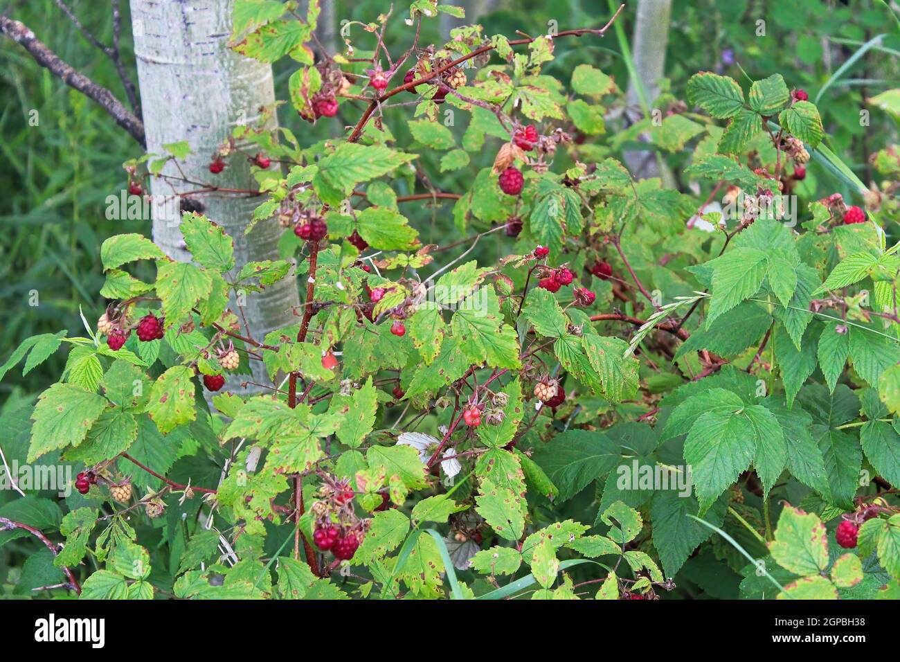 Wild raspberry bushes growing in the forest with red berries Stock ...