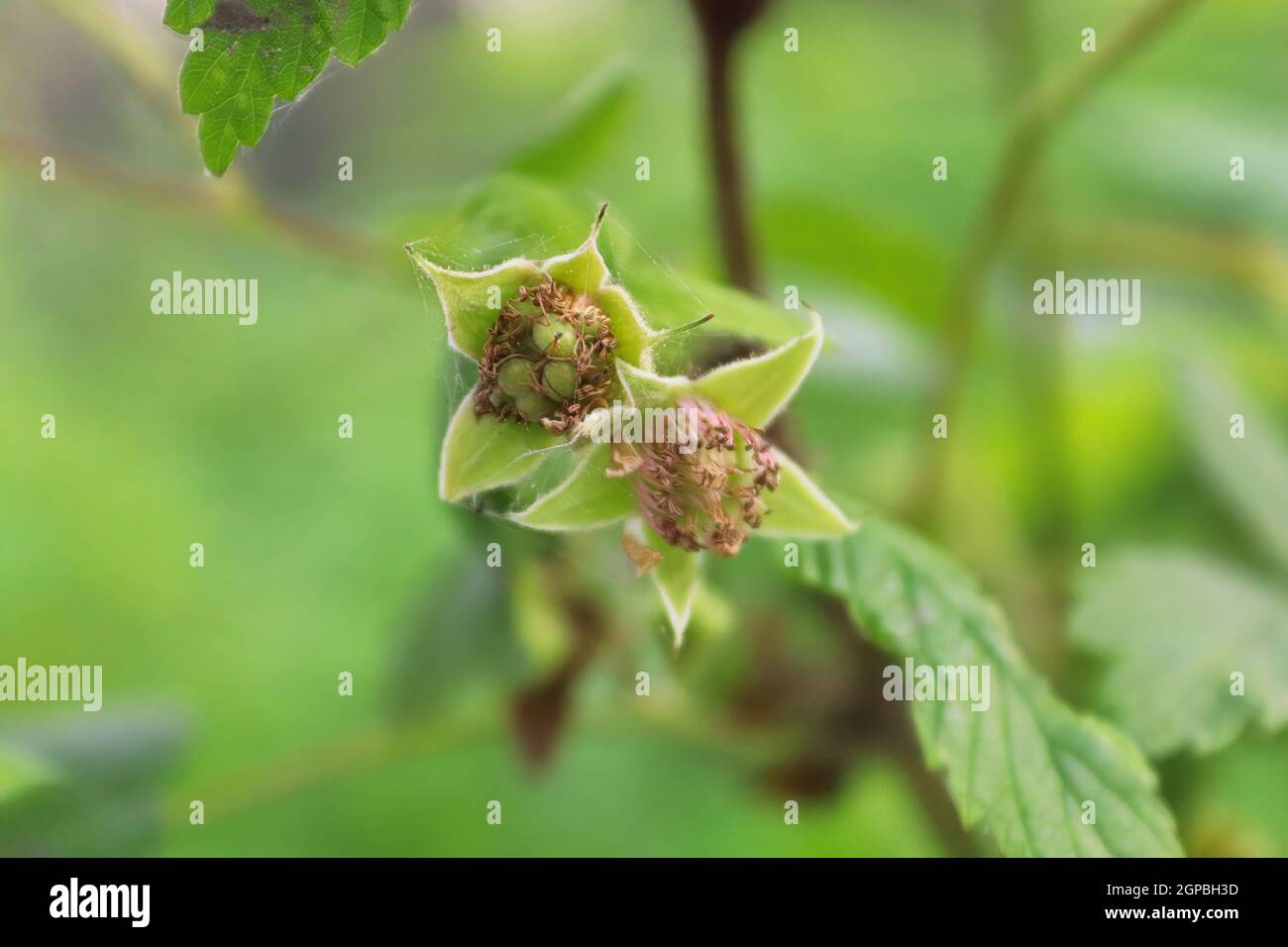 Wild immature green raspberry fruit forming on plants Stock Photo - Alamy