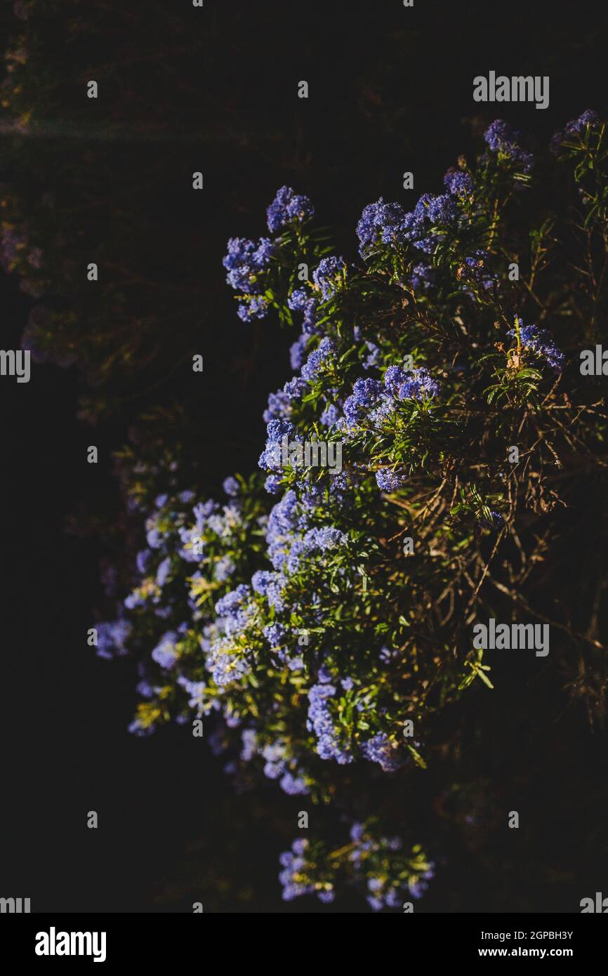 blue pacific "Ceanothus" tree with flowers in full bloom shot at night ...
