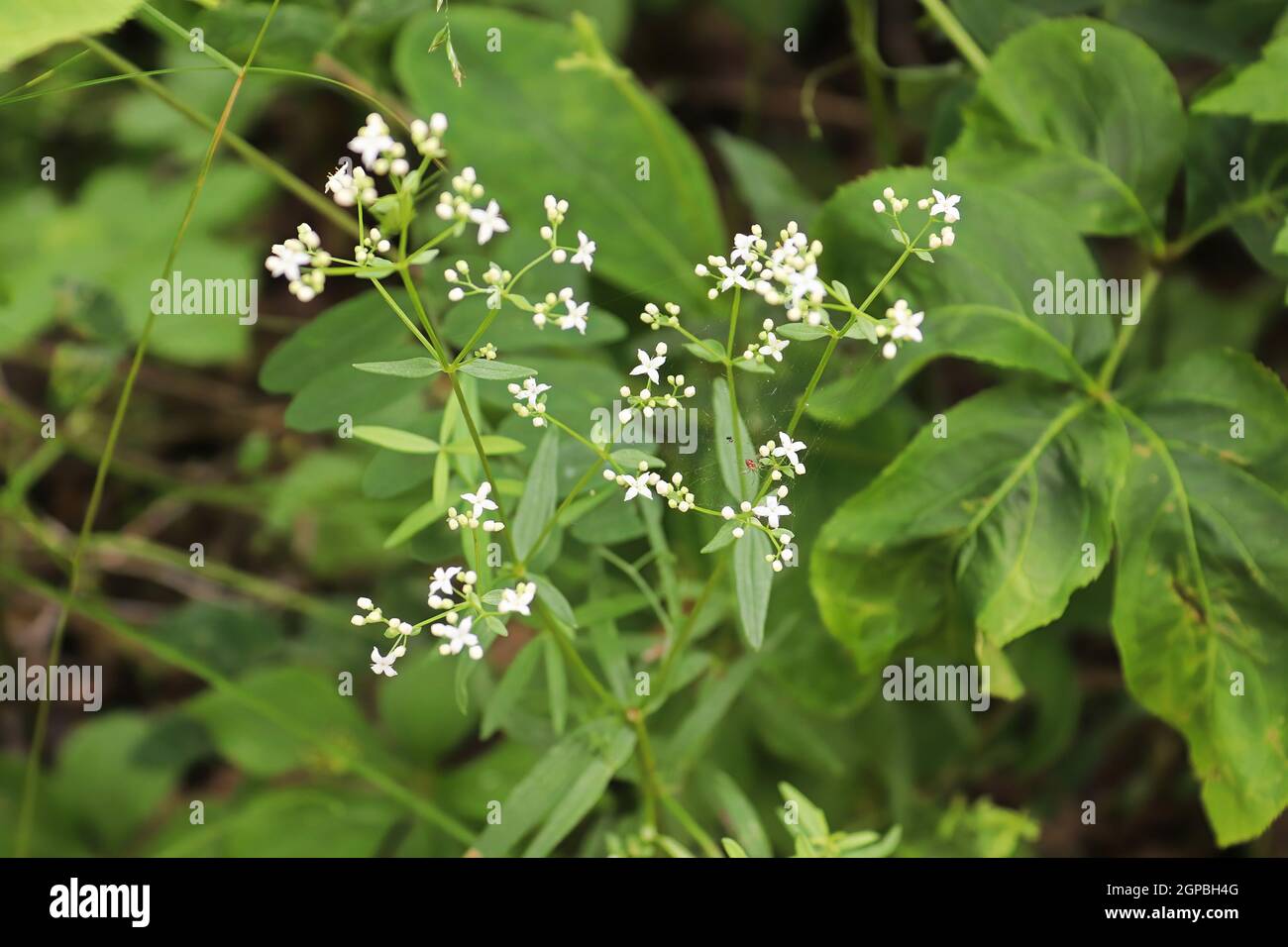 Closeup photo of flowers on a Northern Bog Bedstraw plant Stock Photo ...
