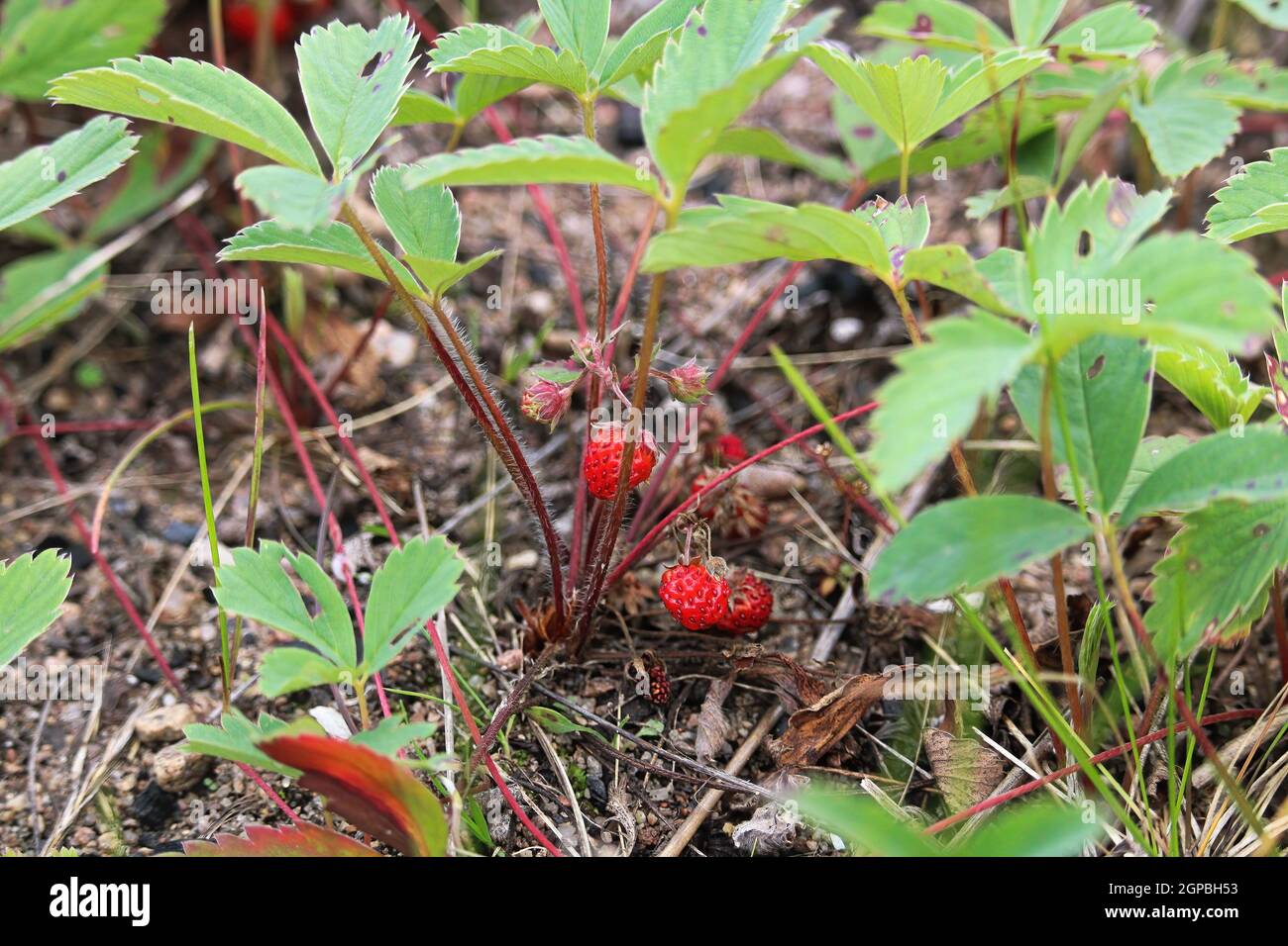 Wild strawberries fragaria virginiana hi-res stock photography and ...