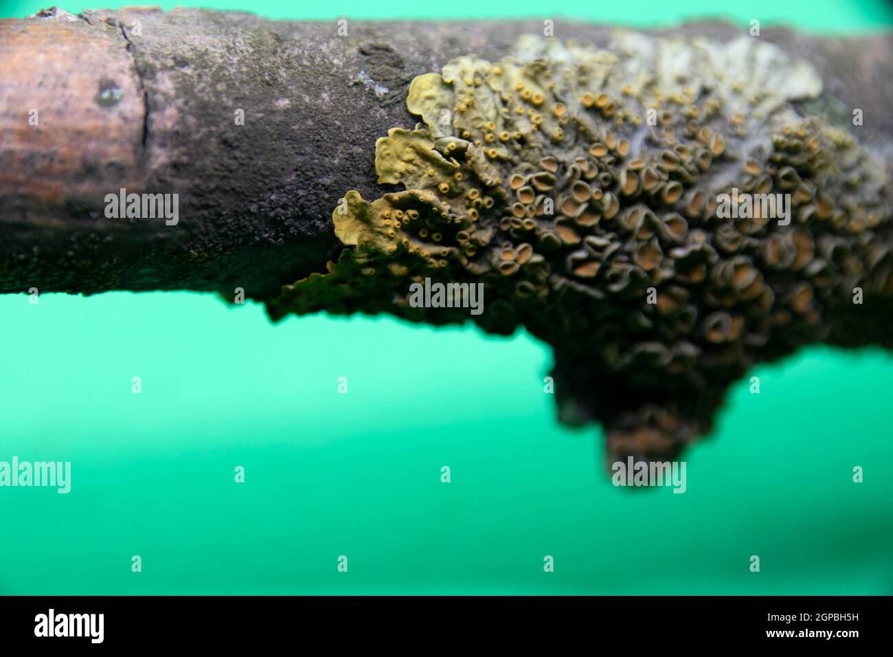 Lichens Under Microscope