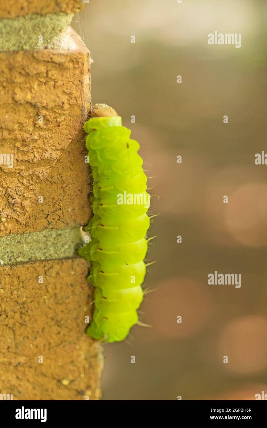 Luna Moth Caterpillar on a Brick Wall in Elk Grove Village, Illinois ...