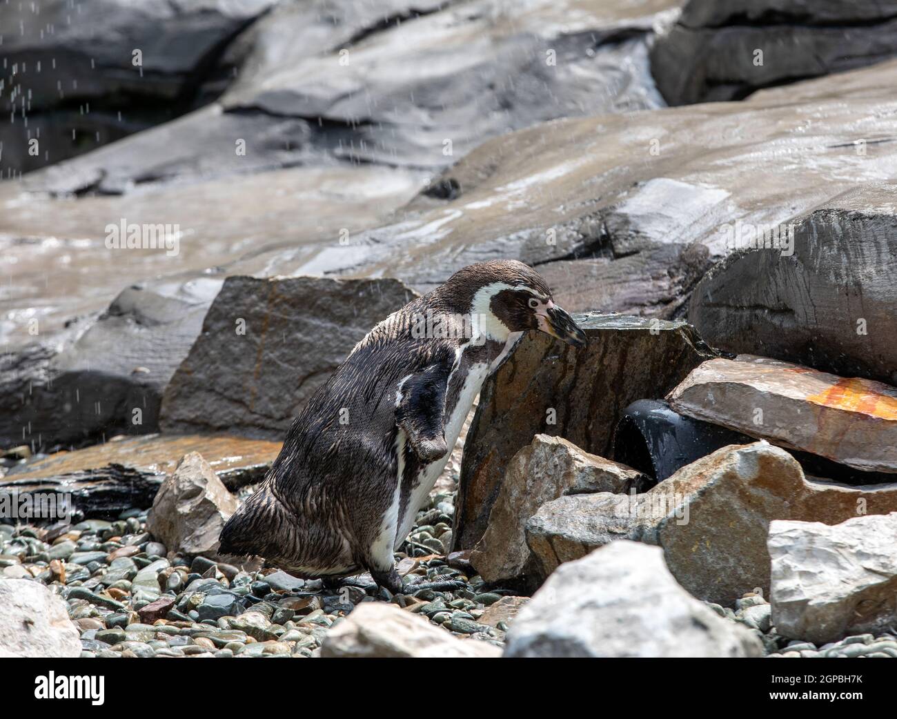 The Humboldt Penguin, Spheniscus humboldti also termed Peruvian penguin ...