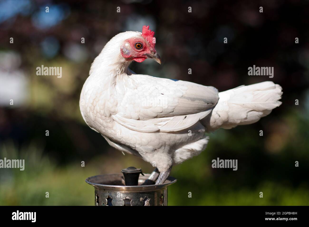 Pygmy hen hi-res stock photography and images - Alamy