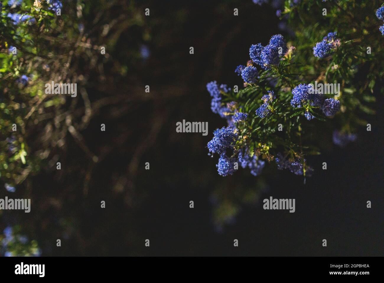 blue pacific "Ceanothus" tree with flowers in full bloom shot at night time at shallow depth of ...