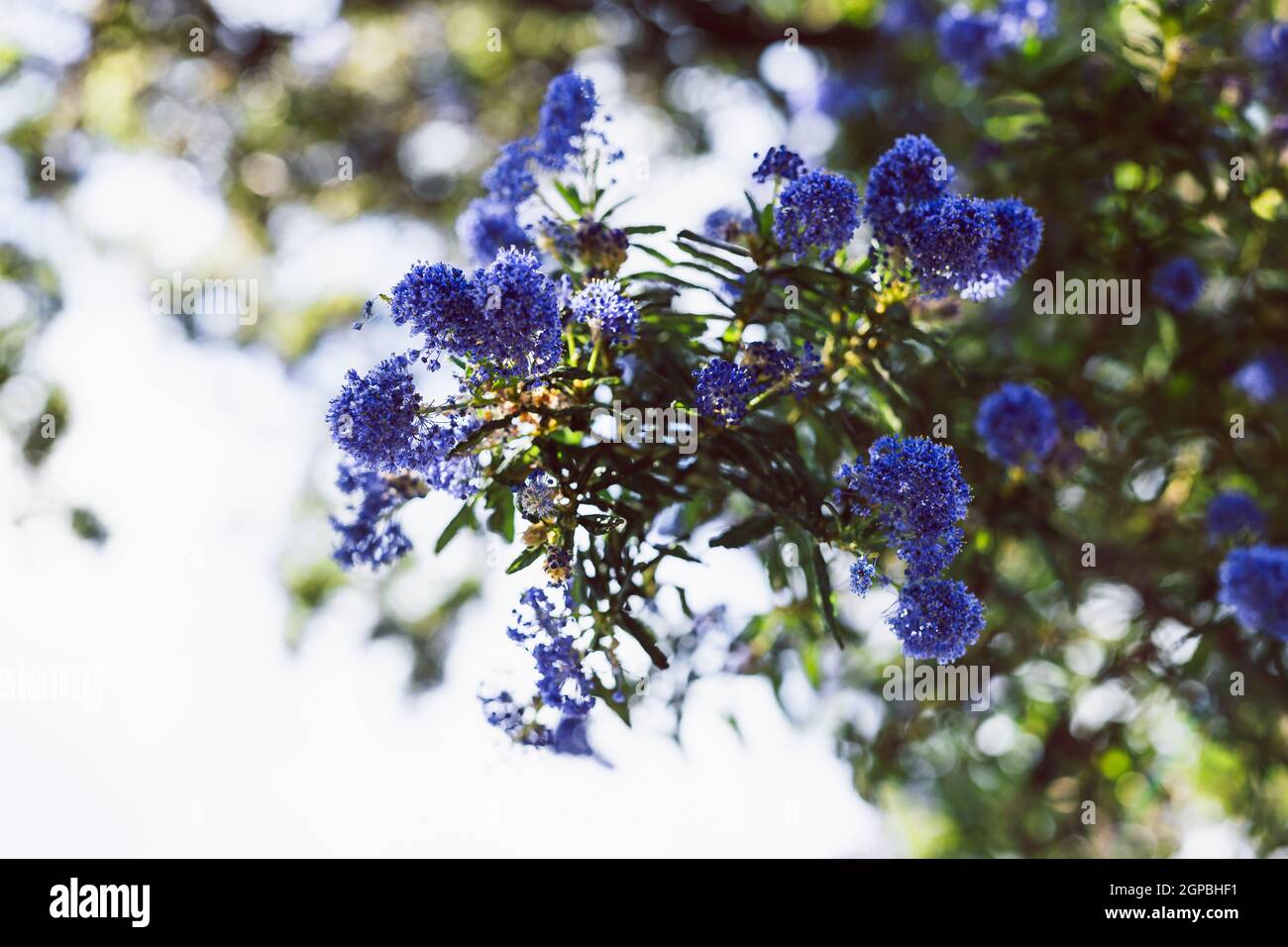 blue pacific "Ceanothus" tree with flowers in full bloom shot at ...