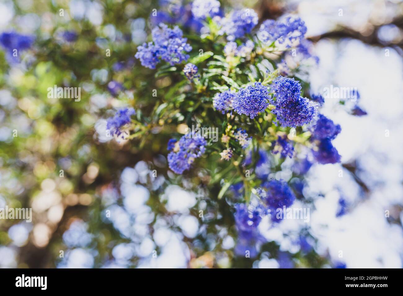 blue pacific "Ceanothus" tree with flowers in full bloom shot at ...