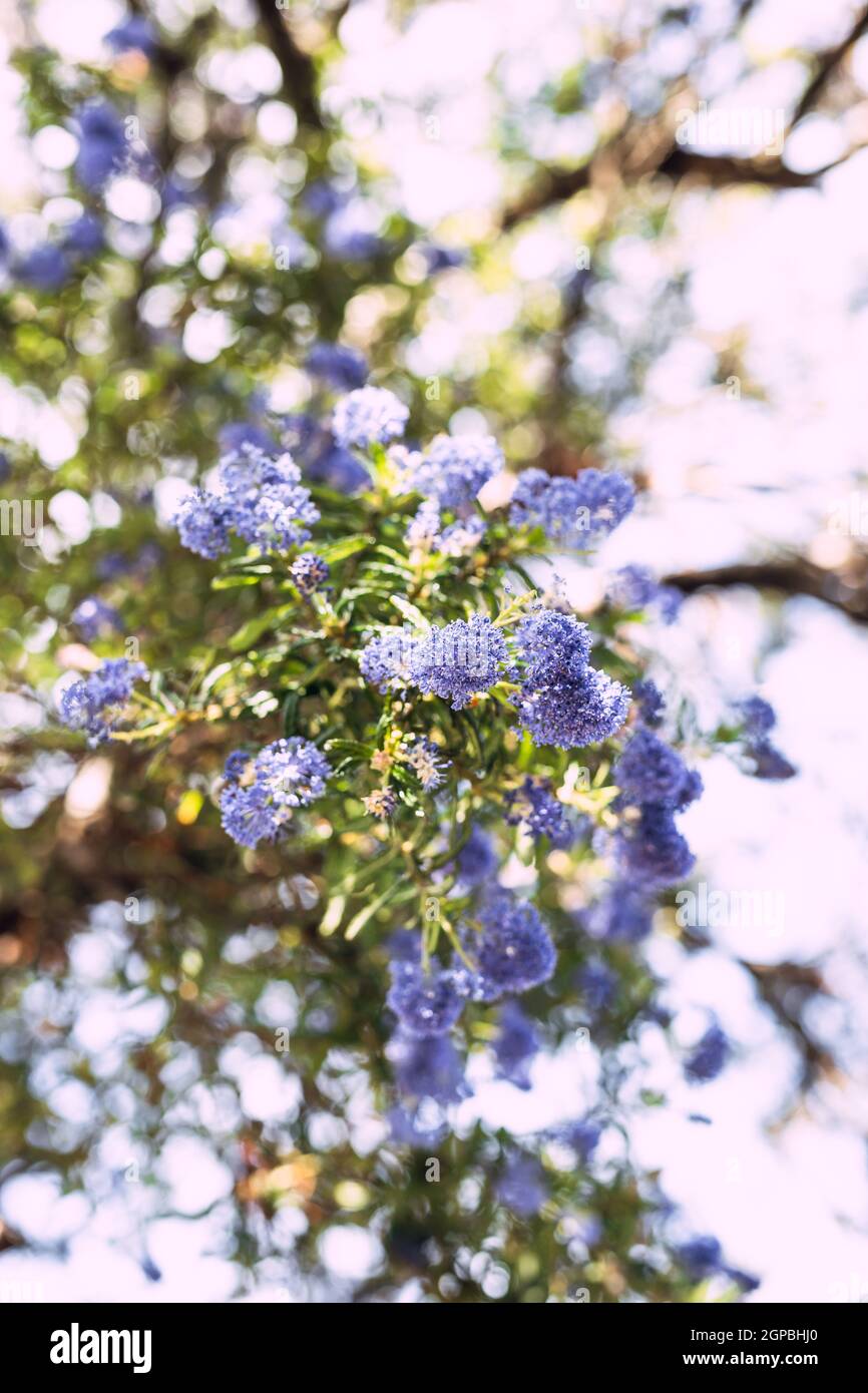 blue pacific "Ceanothus" tree with flowers in full bloom shot at ...