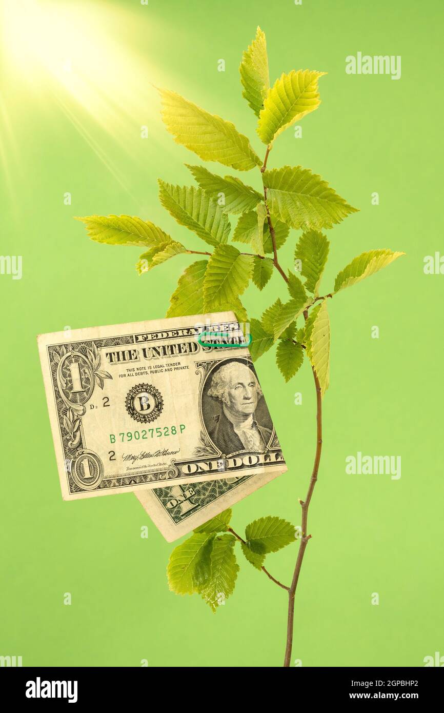 Dollar hanging on the tree branch. Money tree, revenue growth Stock ...