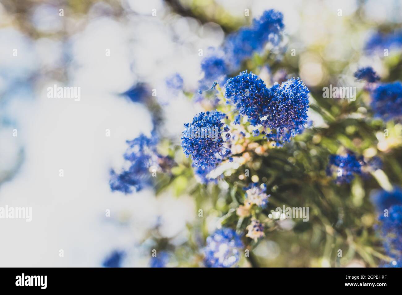 blue pacific "Ceanothus" tree with flowers in full bloom shot at ...
