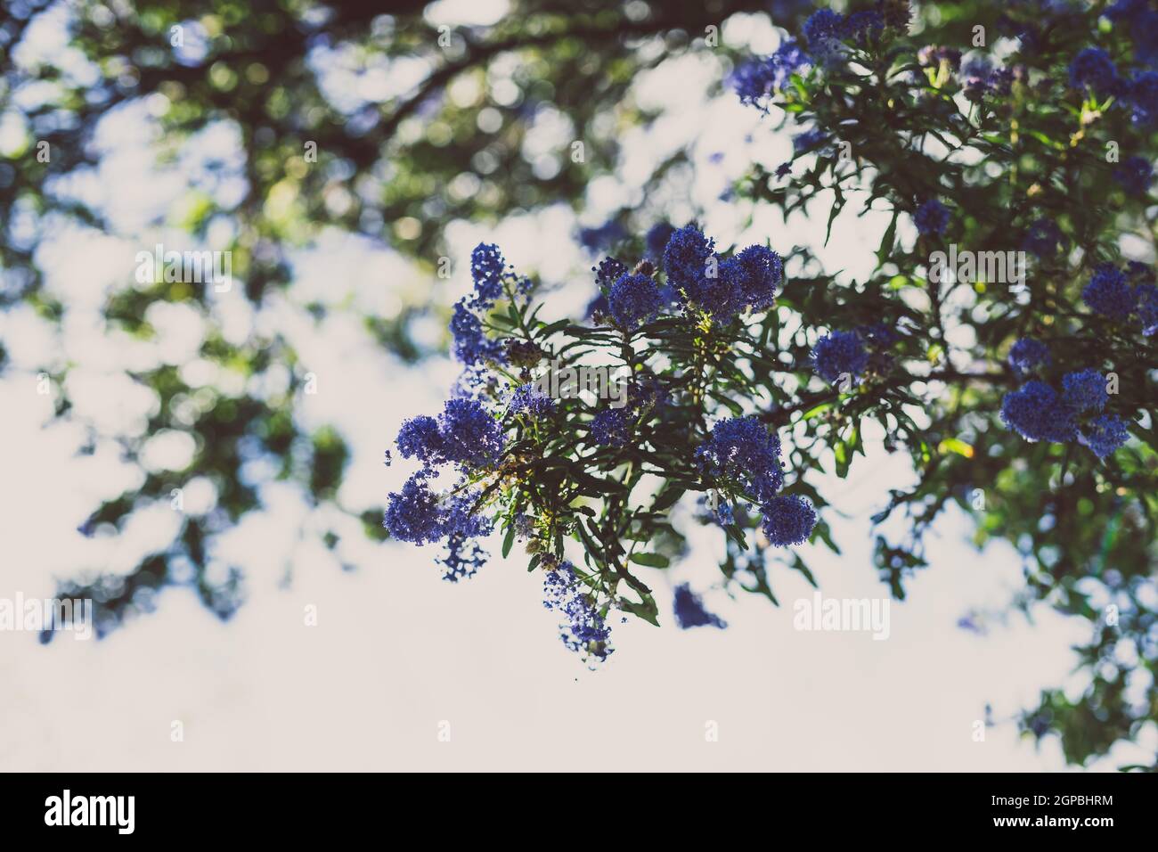 blue pacific "Ceanothus" tree with flowers in full bloom shot at ...