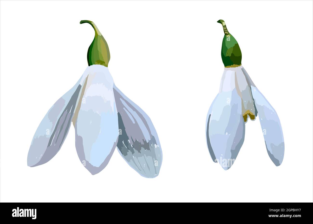 Lily of the valley, snowdrop. The flower is isolated on a white ...