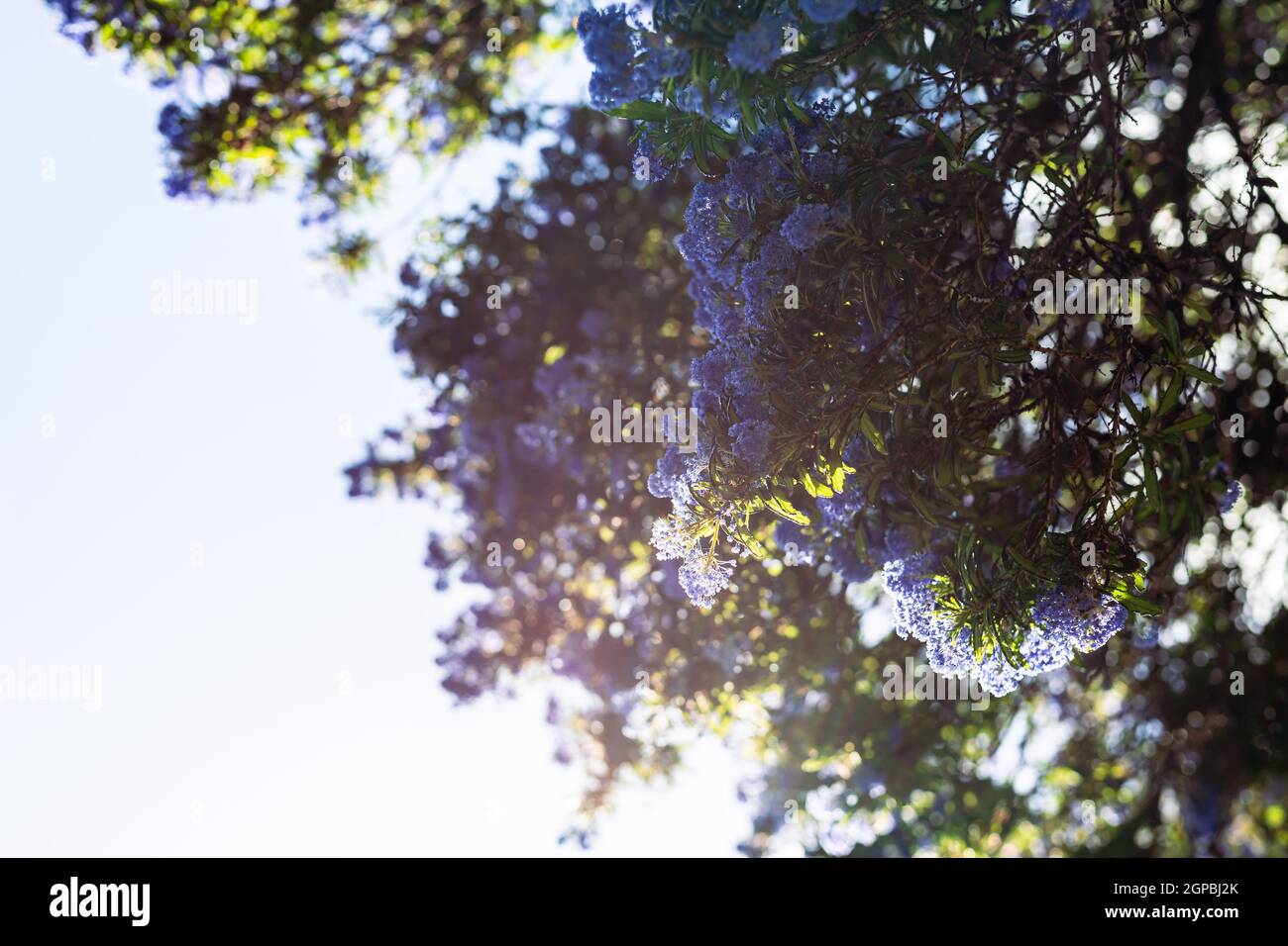blue pacific "Ceanothus" tree with flowers in full bloom shot at ...