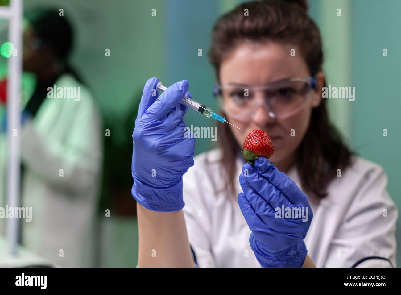 Closeupf of biologist scientist researcher injecting strawberry with ...