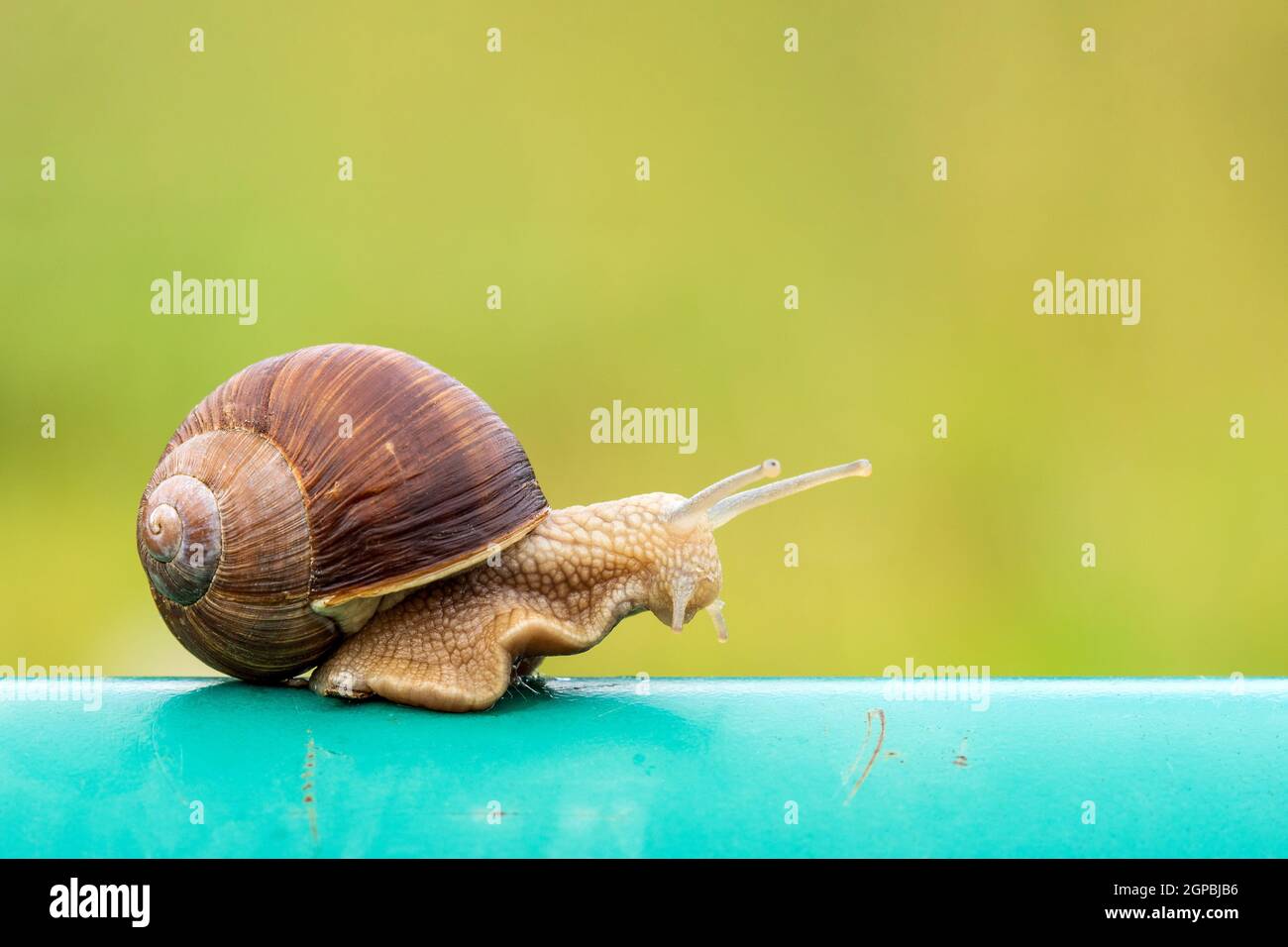 Snail crawling on the metal pole next to a green garden Stock Photo - Alamy