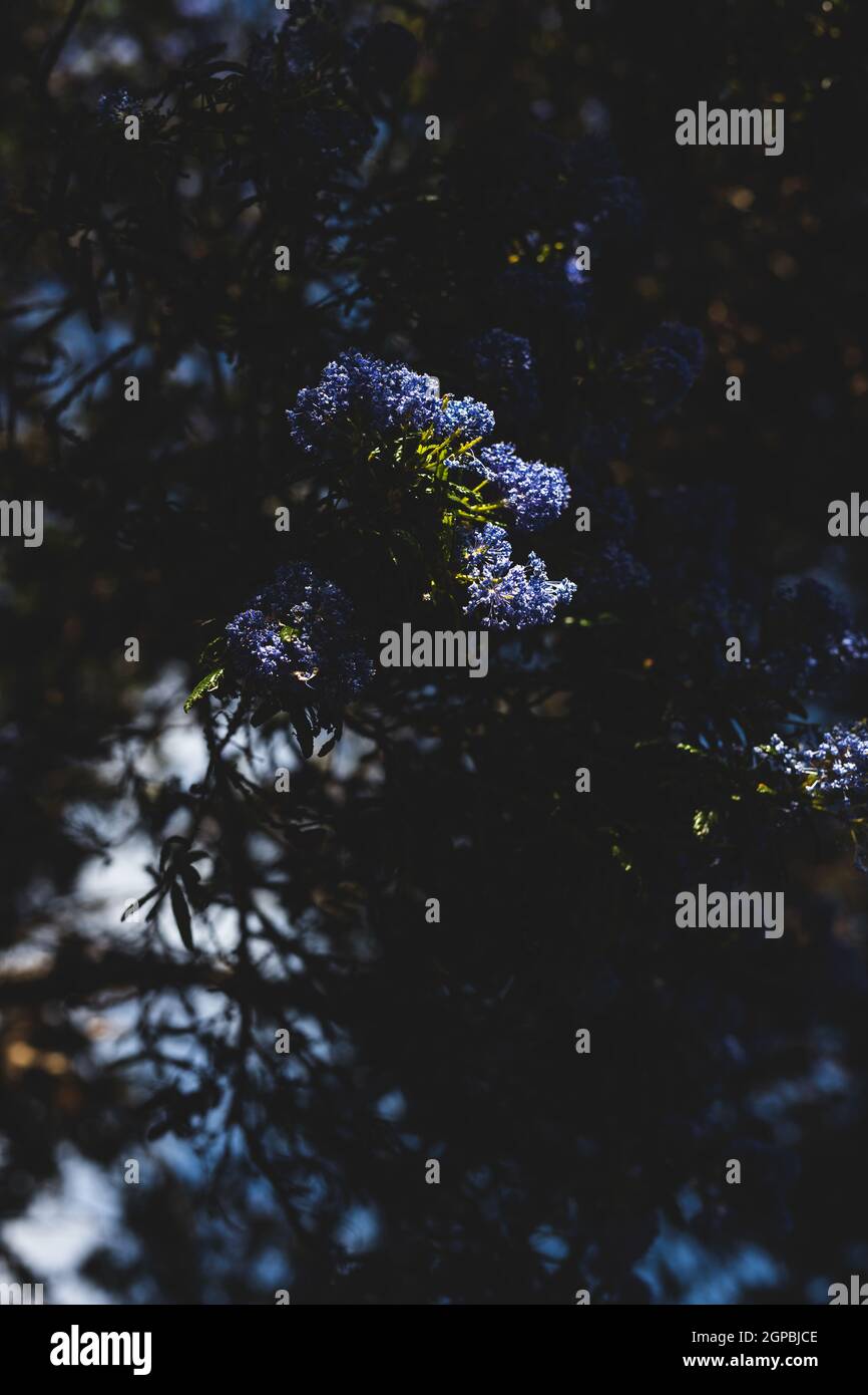 blue pacific "Ceanothus" tree with flowers in full bloom shot at ...