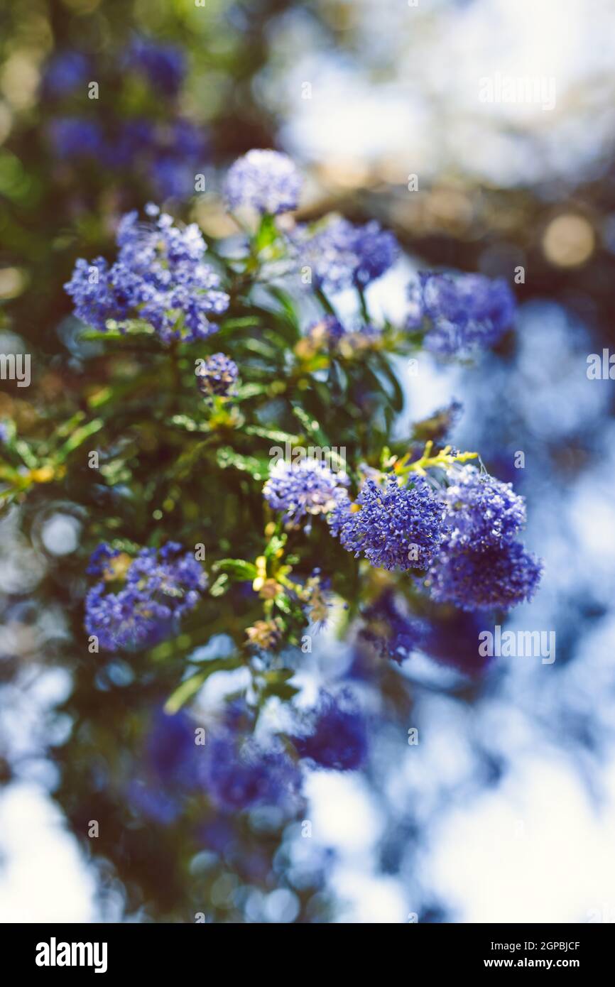 blue pacific "Ceanothus" tree with flowers in full bloom shot at ...