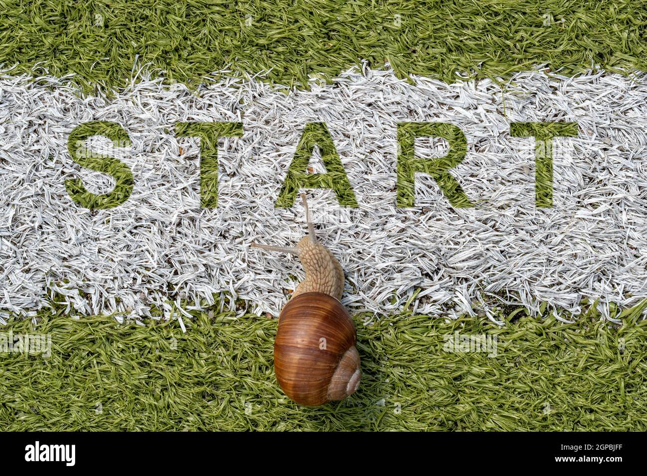 Snail ready to start racing on the start line Stock Photo - Alamy
