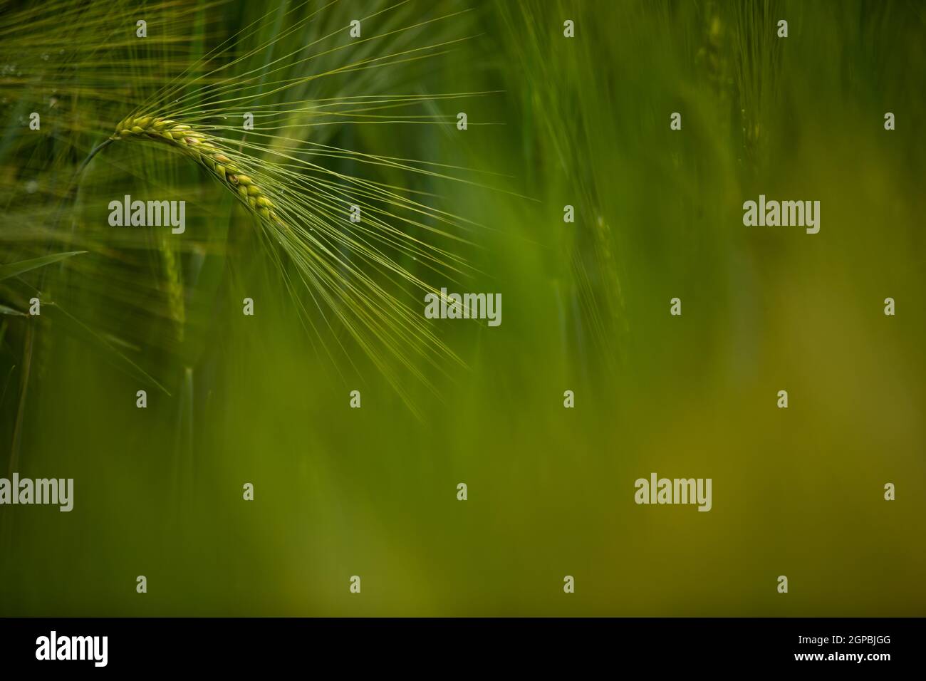 Single green barley plant against dark background. Barley grain is used ...