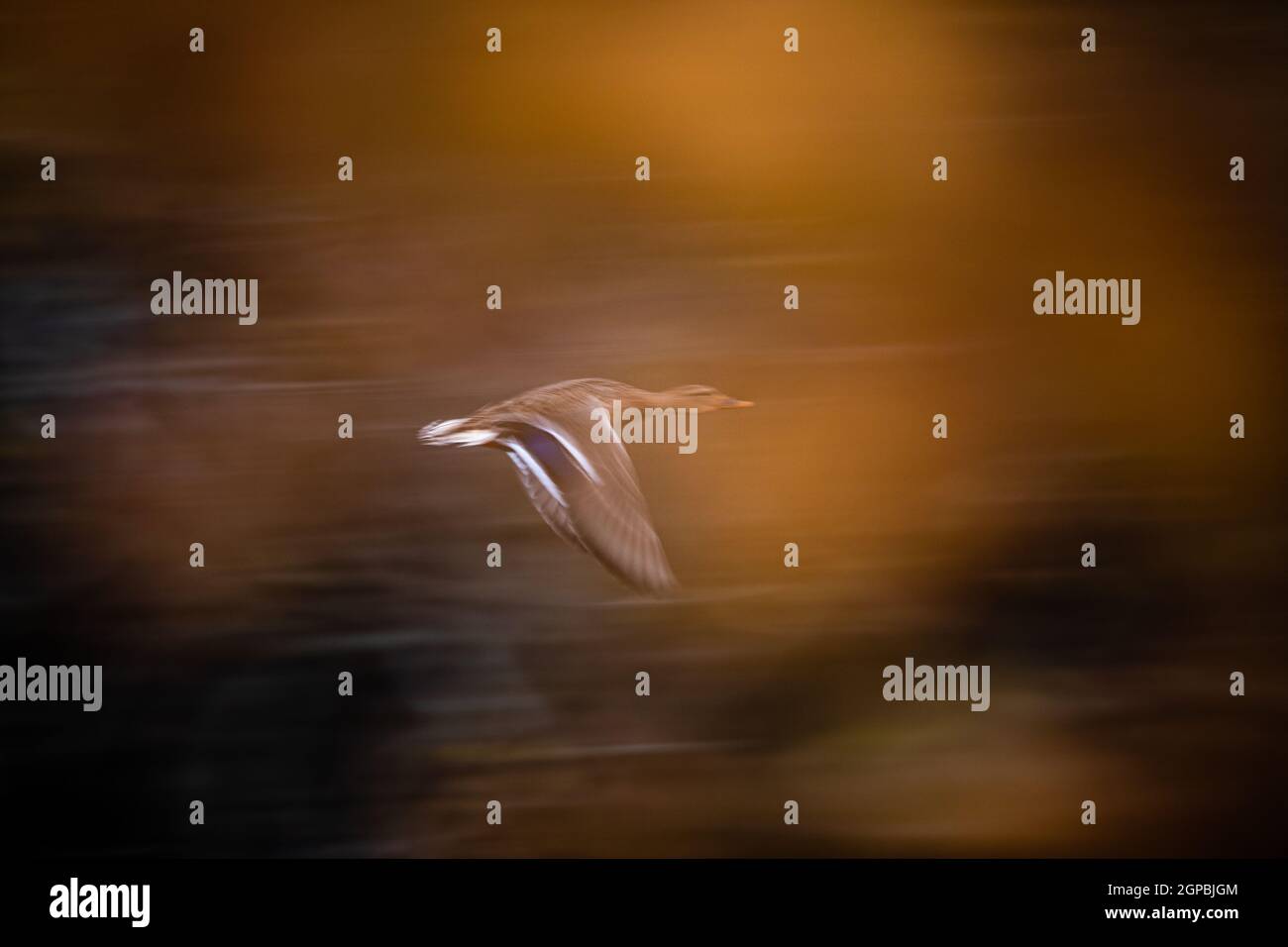 Flying duck wall hi-res stock photography and images - Alamy