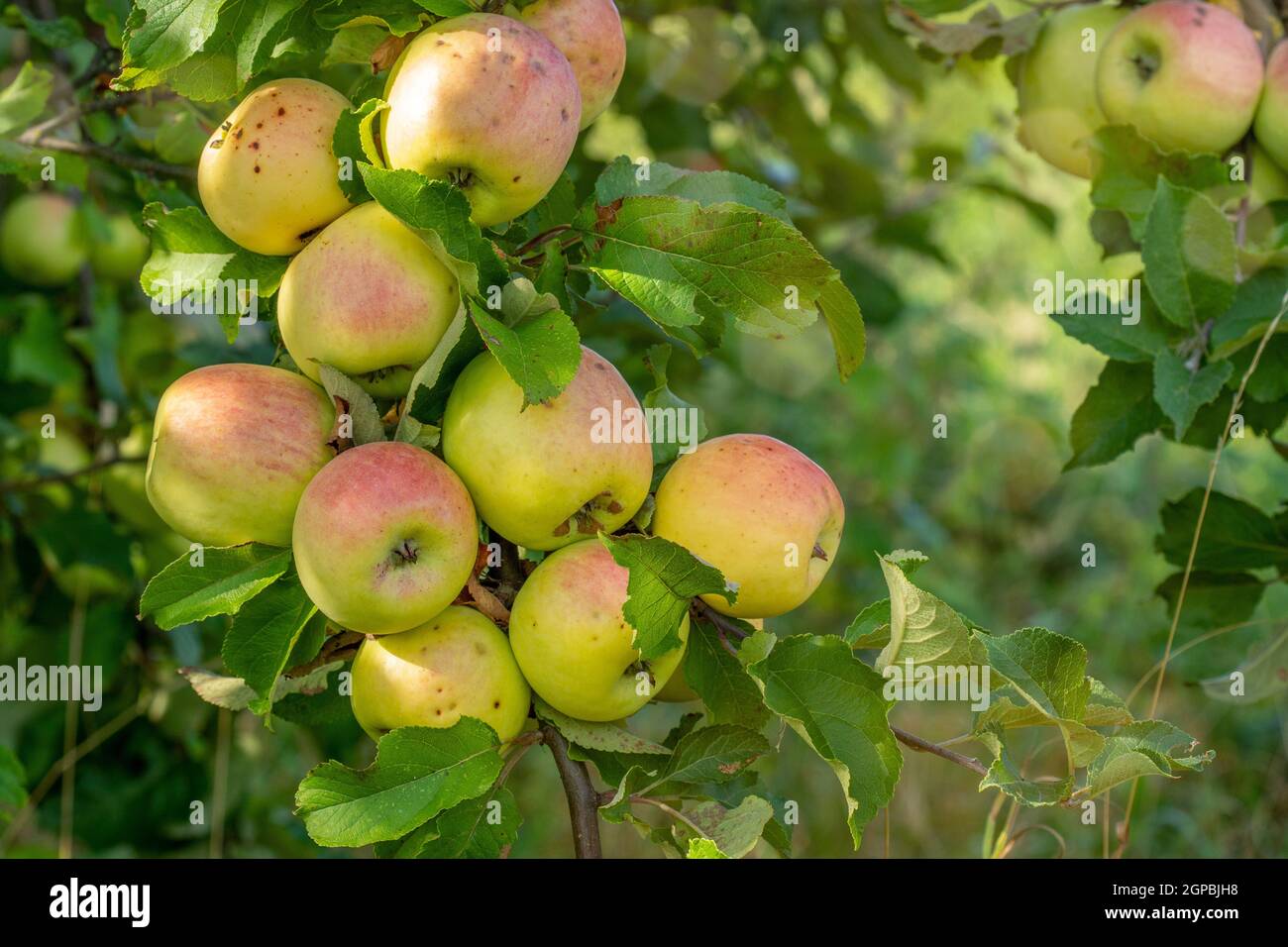 Apple fruits growing on the wild apple tree Stock Photo - Alamy