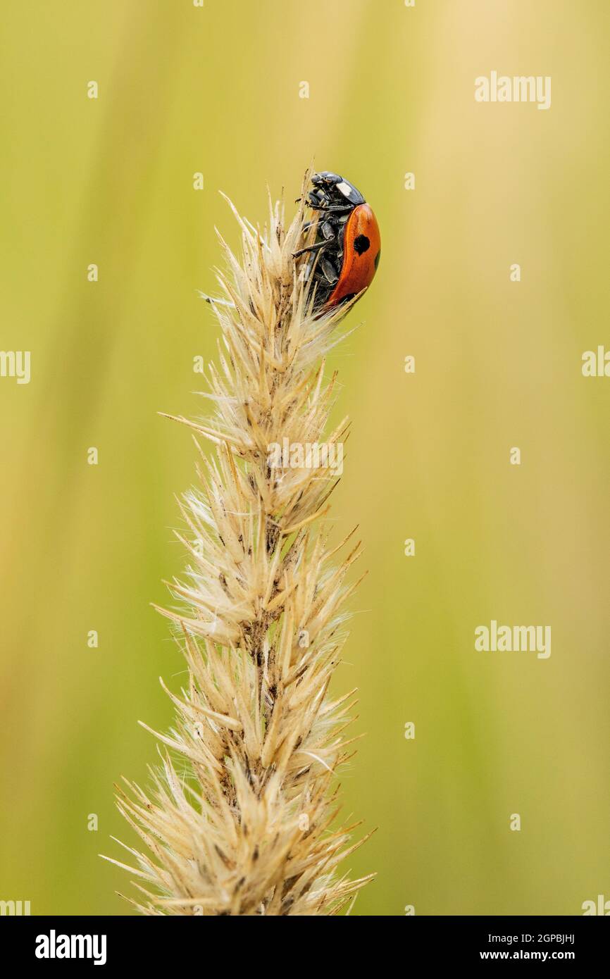 Red spotted ladybug sitting on the dry plant Stock Photo - Alamy