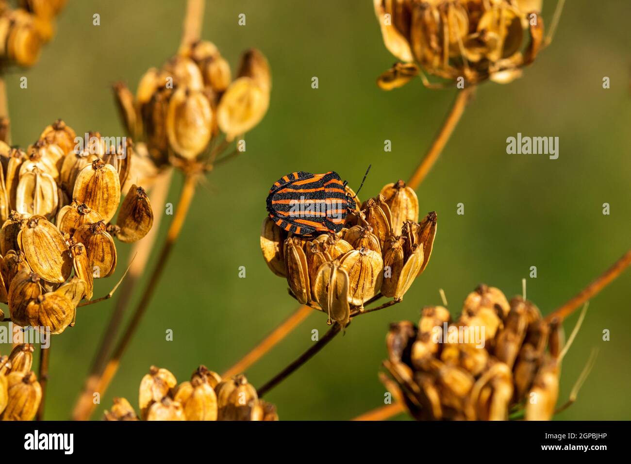 The forest bug or red-legged shield bug sitting on the dry plant Stock ...
