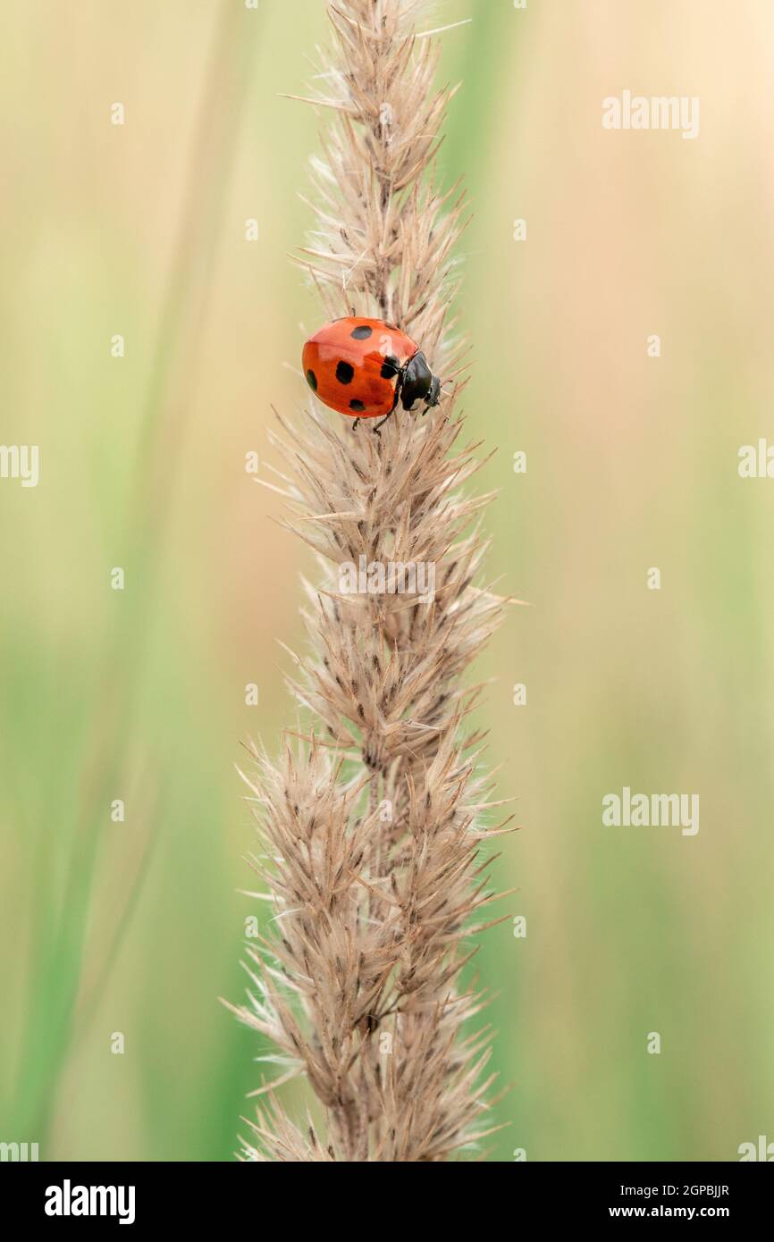 Red spotted ladybird sitting on the dry plant Stock Photo - Alamy
