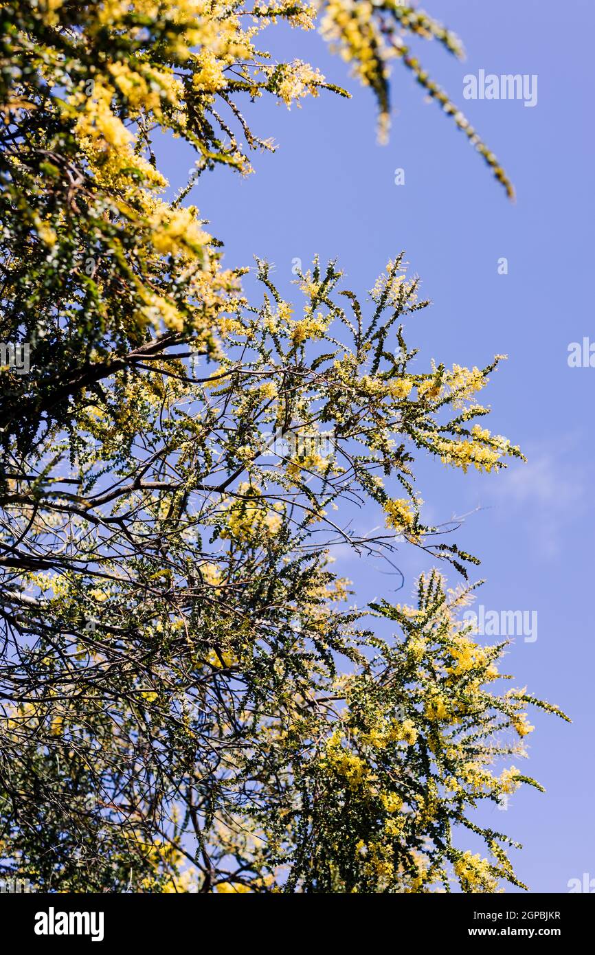 native Australian wattle tree with yellow flowers outdoor in beautiful ...