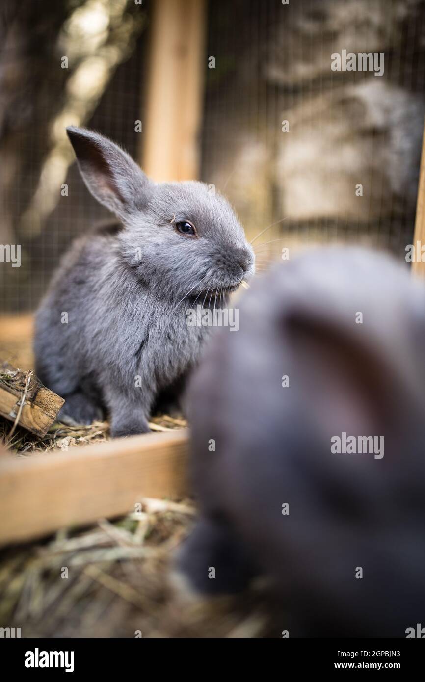 Cute baby rabbits in a farm Stock Photo - Alamy
