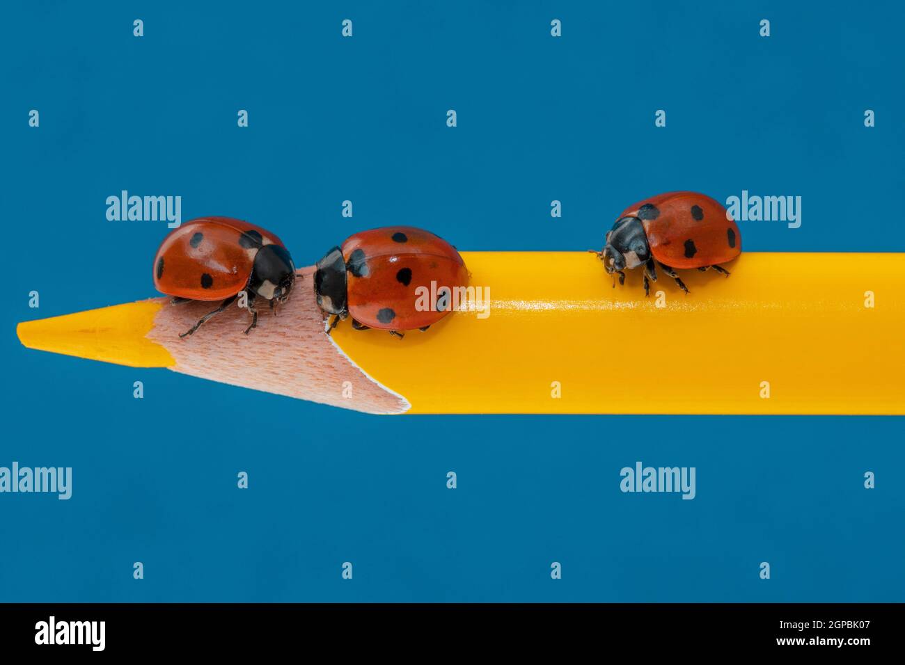 Three ladybugs on a yellow pencil over blue background Stock Photo - Alamy